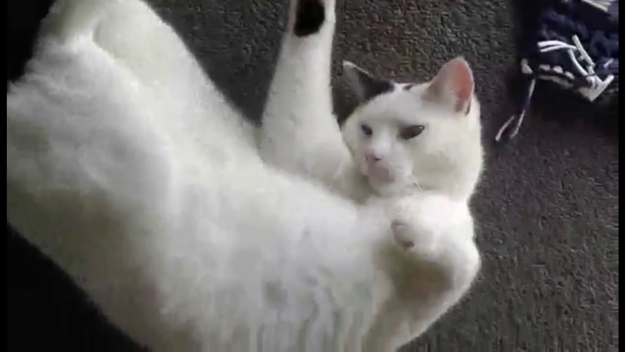 Cat Dabbing - YouTube