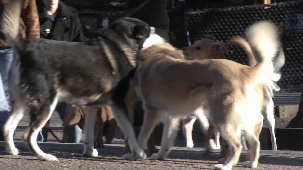 Dog Registration YouTube dog-registration-youtube