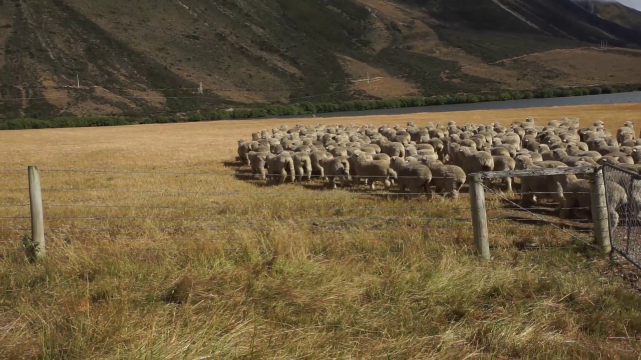 Sheep Ranch - YouTube