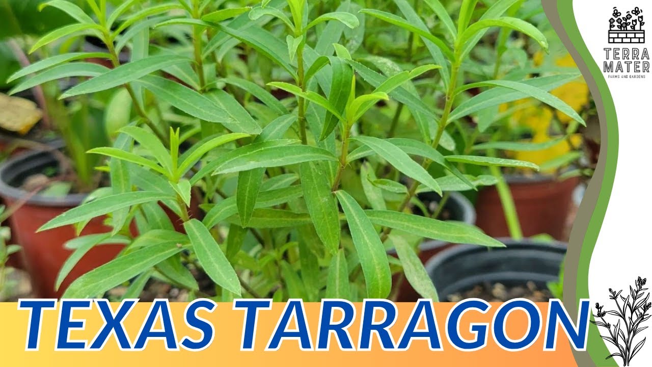 Growing TEXAS TARRAGON: Quick Tips for (Tarragonus Texanus) - YouTube