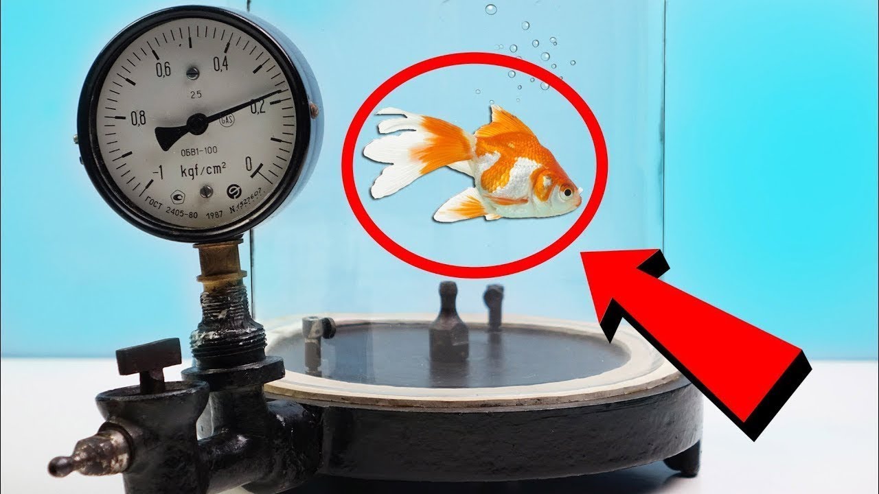 EXPERIMENT: WHAT HAPPENS TO FISH INSIDE THE VACUUM CHAMBER?!? - YouTube