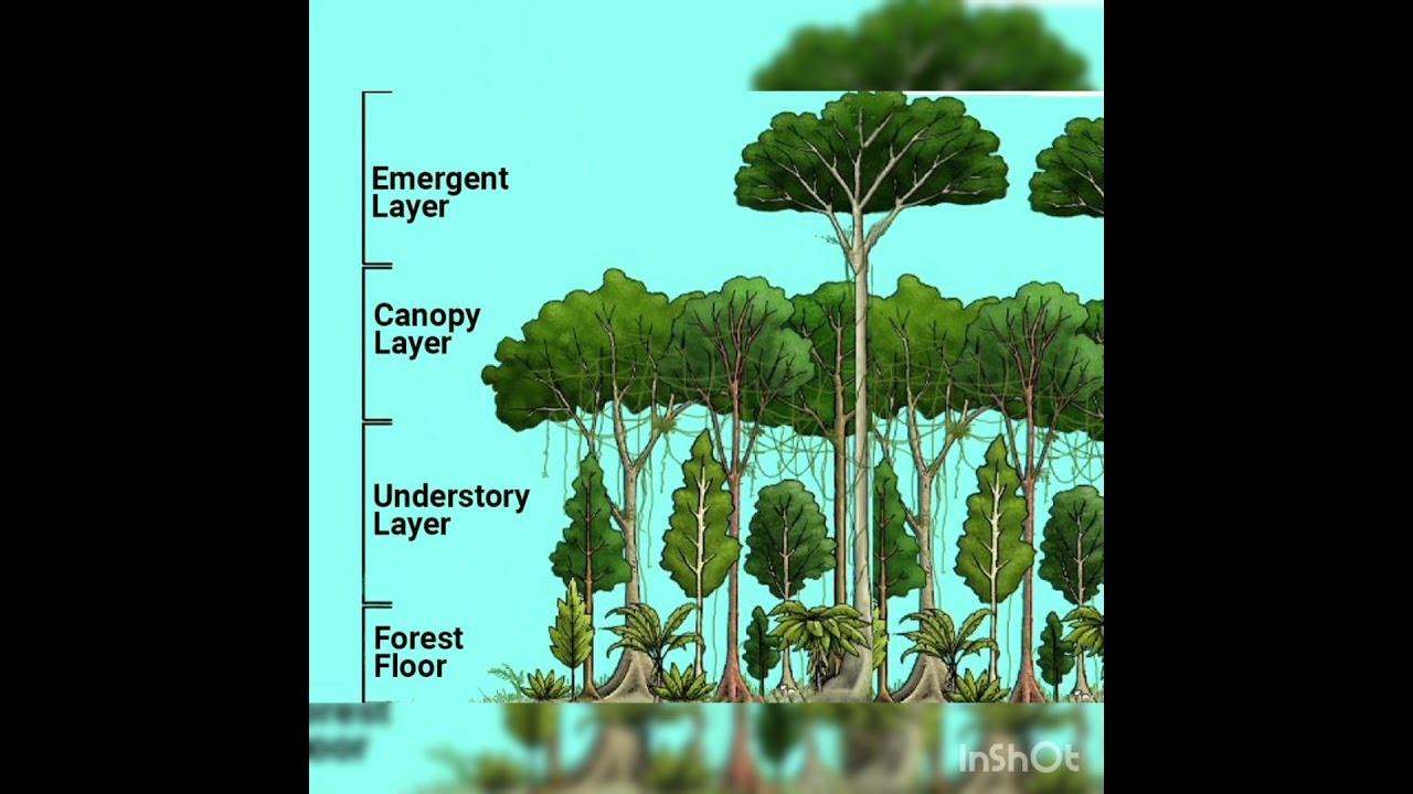 climatic conditions in equatorial region - YouTube