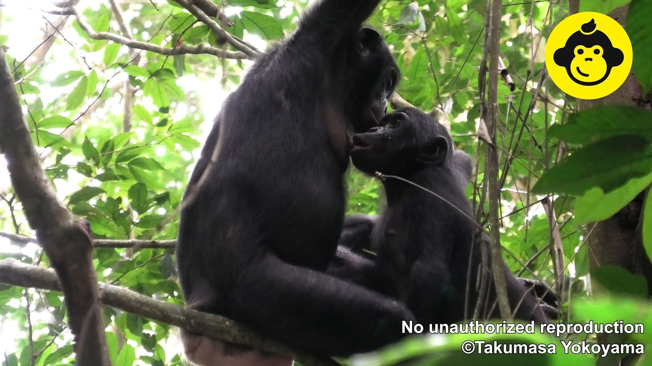 Breast-feeding among wild bonobos!【Observations of Bonobos #171】 - YouTube