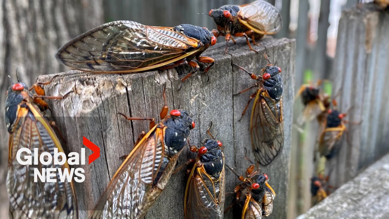 “This is a big event”: Billions of cicadas to emerge this spring amid ...