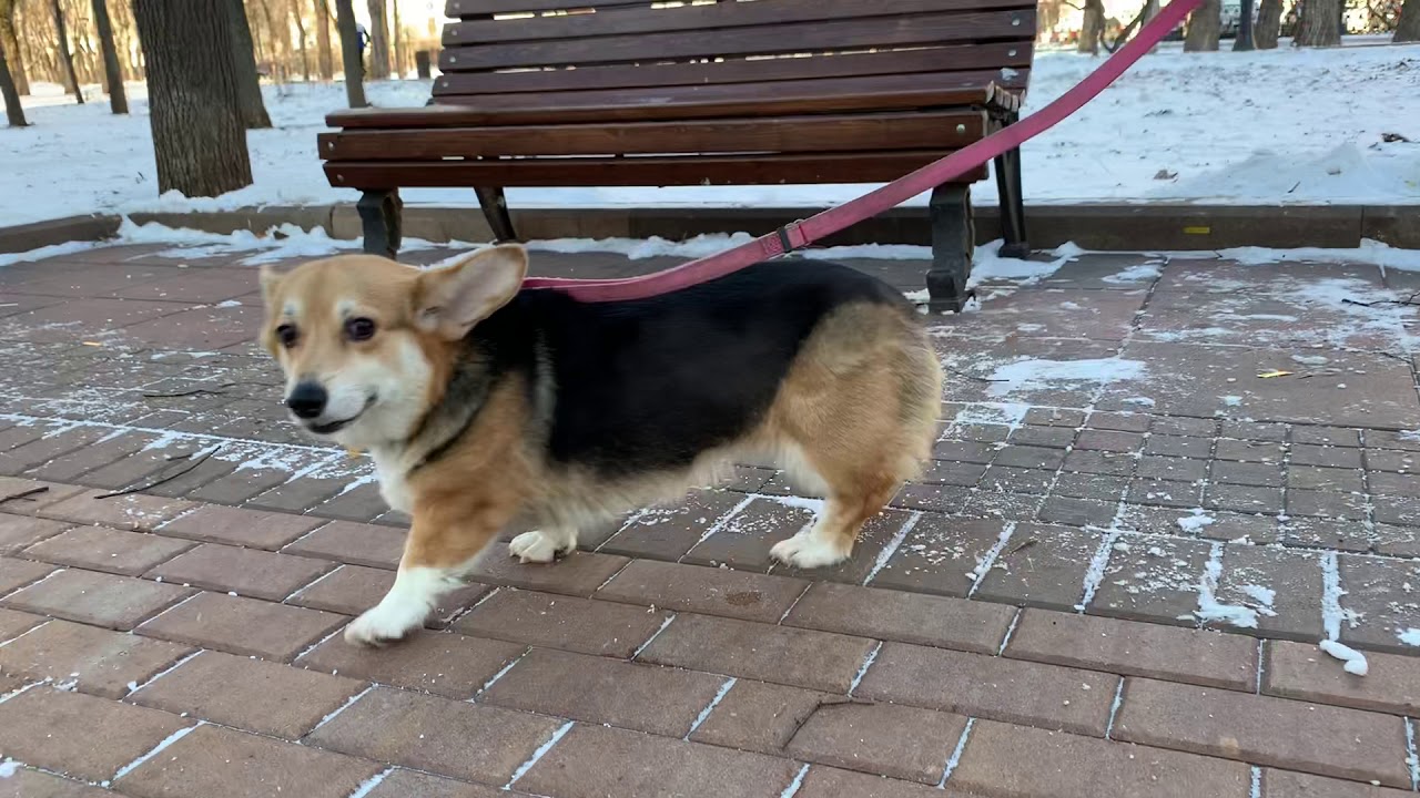 Corgi reference - YouTube