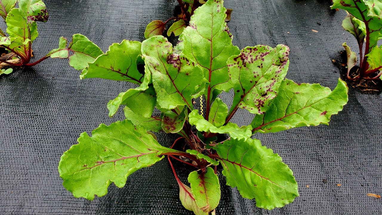 How to Fix Leaf Spots on Beets - YouTube