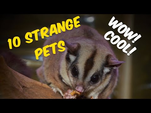 10 Strange Pets - YouTube