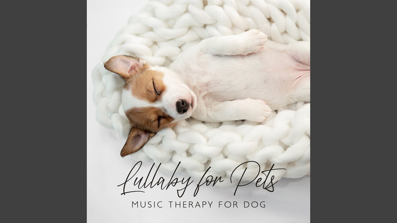 Sound Therapy for Pets - YouTube