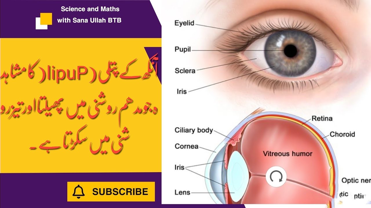 Topic: 12.12| 10th Physics # Eye#Of#Human - YouTube