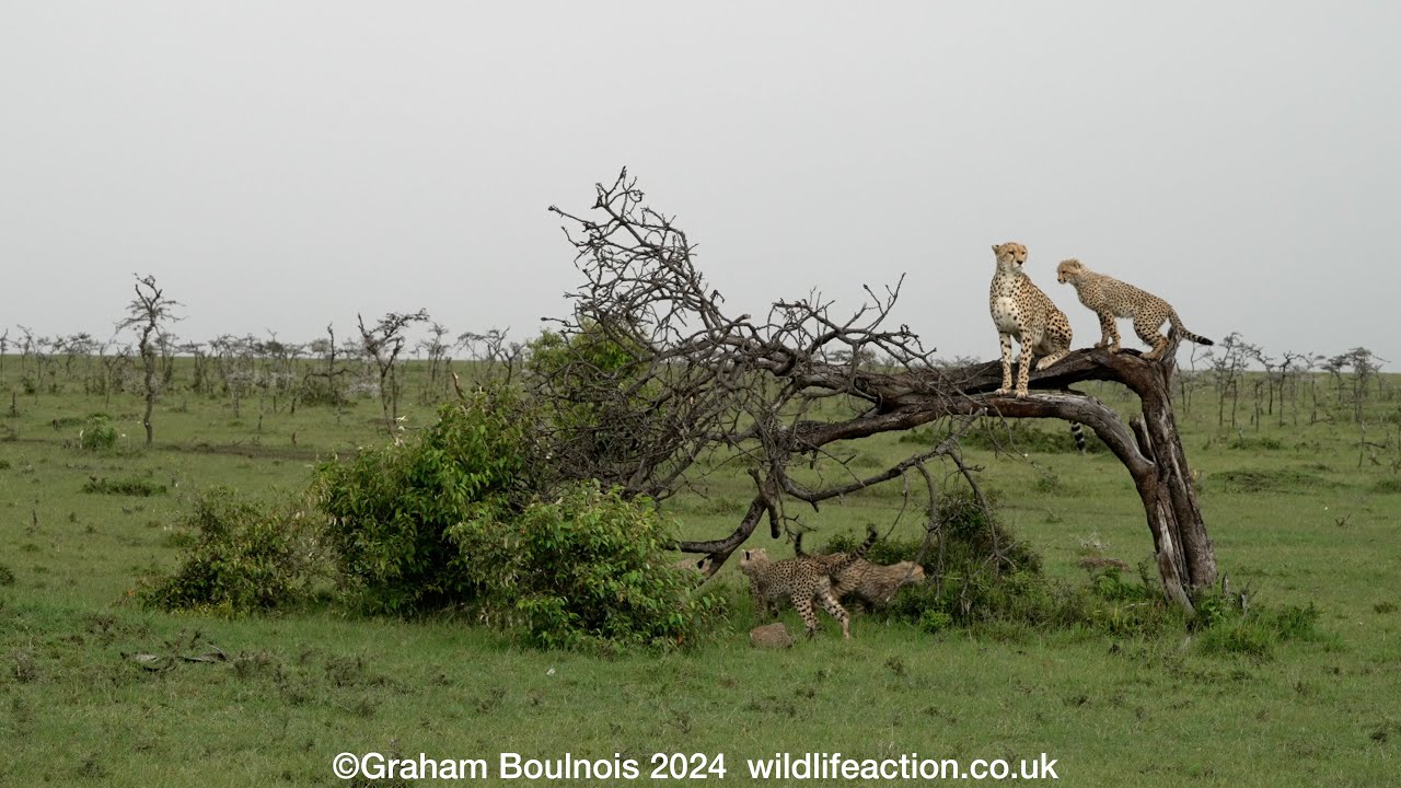 Cheetah family play in a tree - YouTube