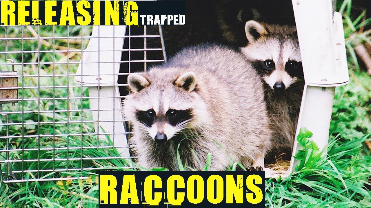 Releasing trapped Raccoons| Screaming Noises | Most popular | ASMR-2 ...