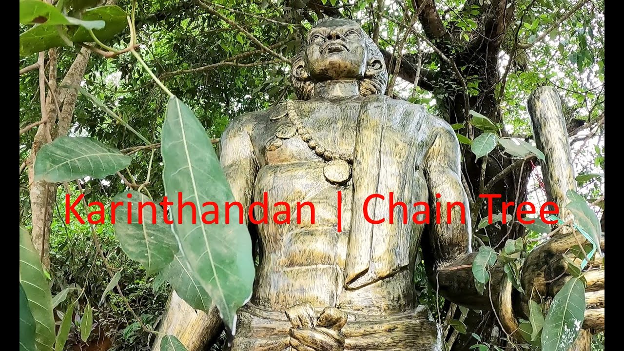 Chain Tree | Karinthandan | Changala Maram at Wayanad - YouTube