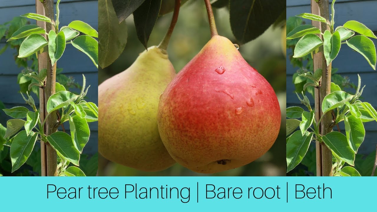 Planting Pear Tree | Bareroot | Beth - YouTube