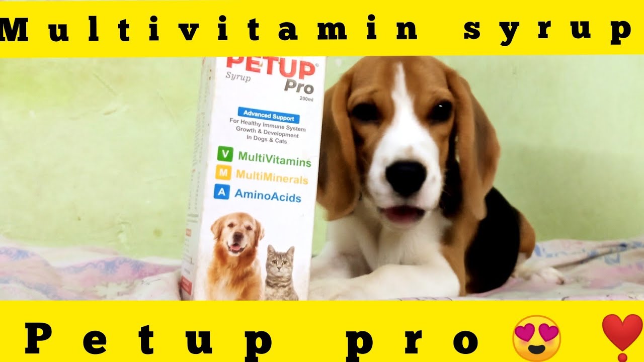 PETUP PRO SYRUP || MULTI VITAMIN PRO SYRUP || HEALTHY IMMUNE SYSTEM DOG ...