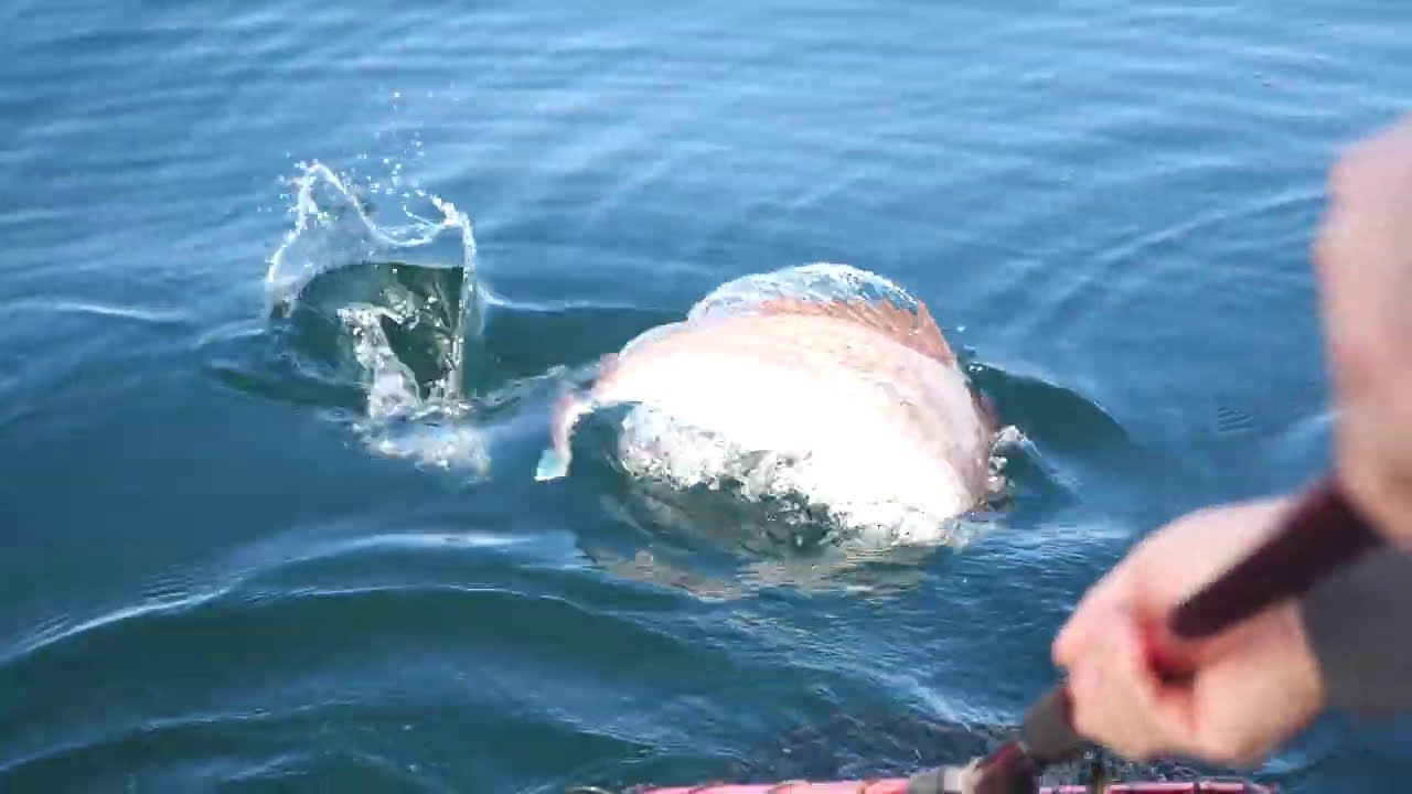 Lowrance | Simrad Show Sounding up Snapper & Catching Port Phillip Bay ...