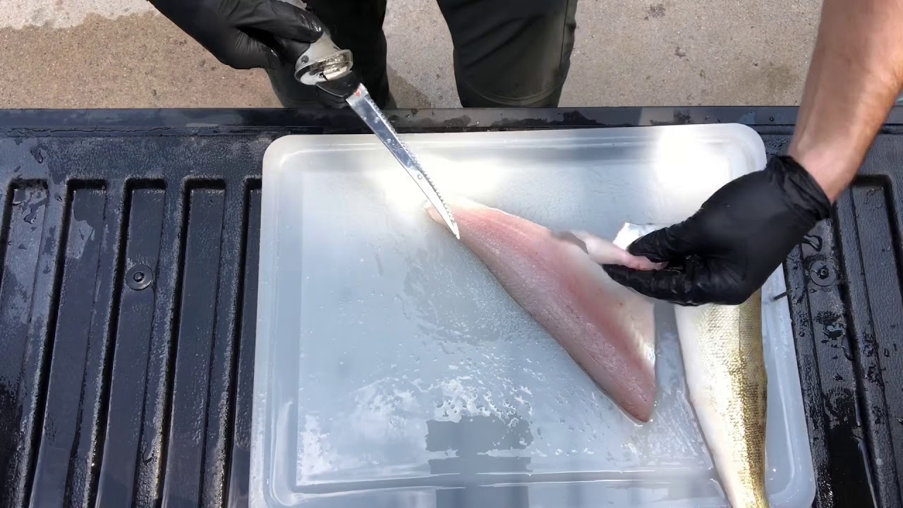How To- Clean Walleye For The Best Table Fare - YouTube