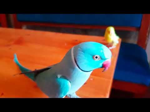 PAKİSTAN PAPAĞANI COCO VE ZUZU - İNDİAN RİNGNECK TALKİNG
