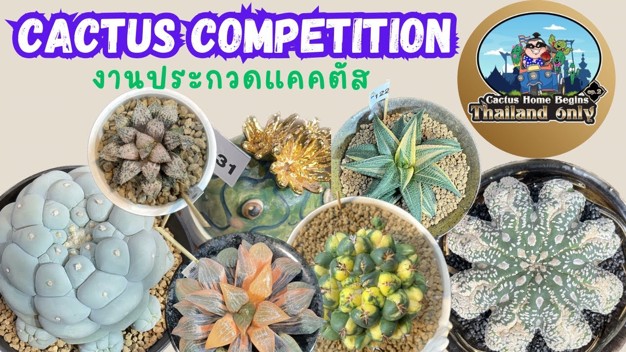 Cactus Competition ชมไม้ประกวด @Cactus Home Begins ep2 Thailand Only ...