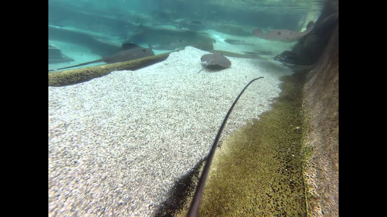 Stingrays - SeaWorld Gold Coast - YouTube