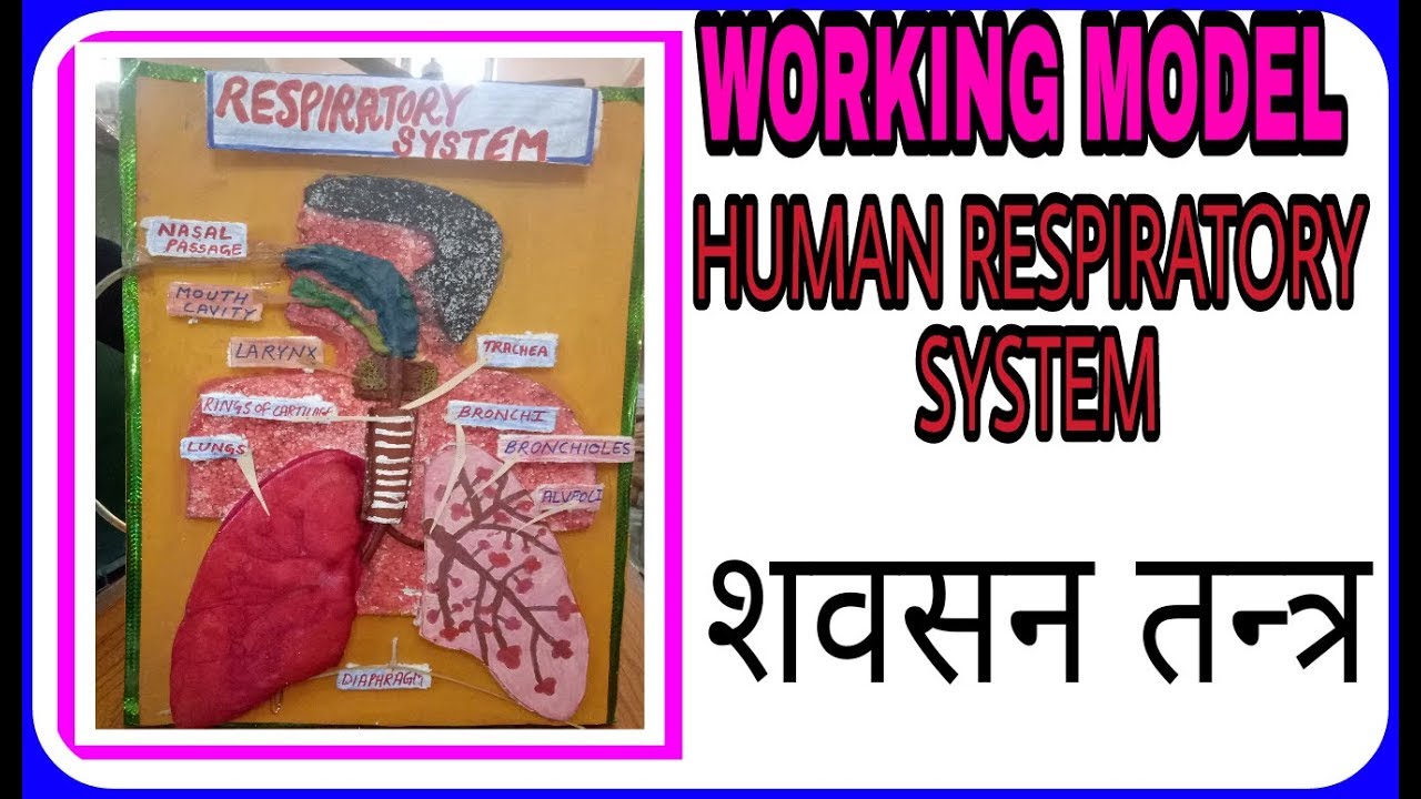 respiratory system working model or श् वसन तंत्र ,How the lungs work ...
