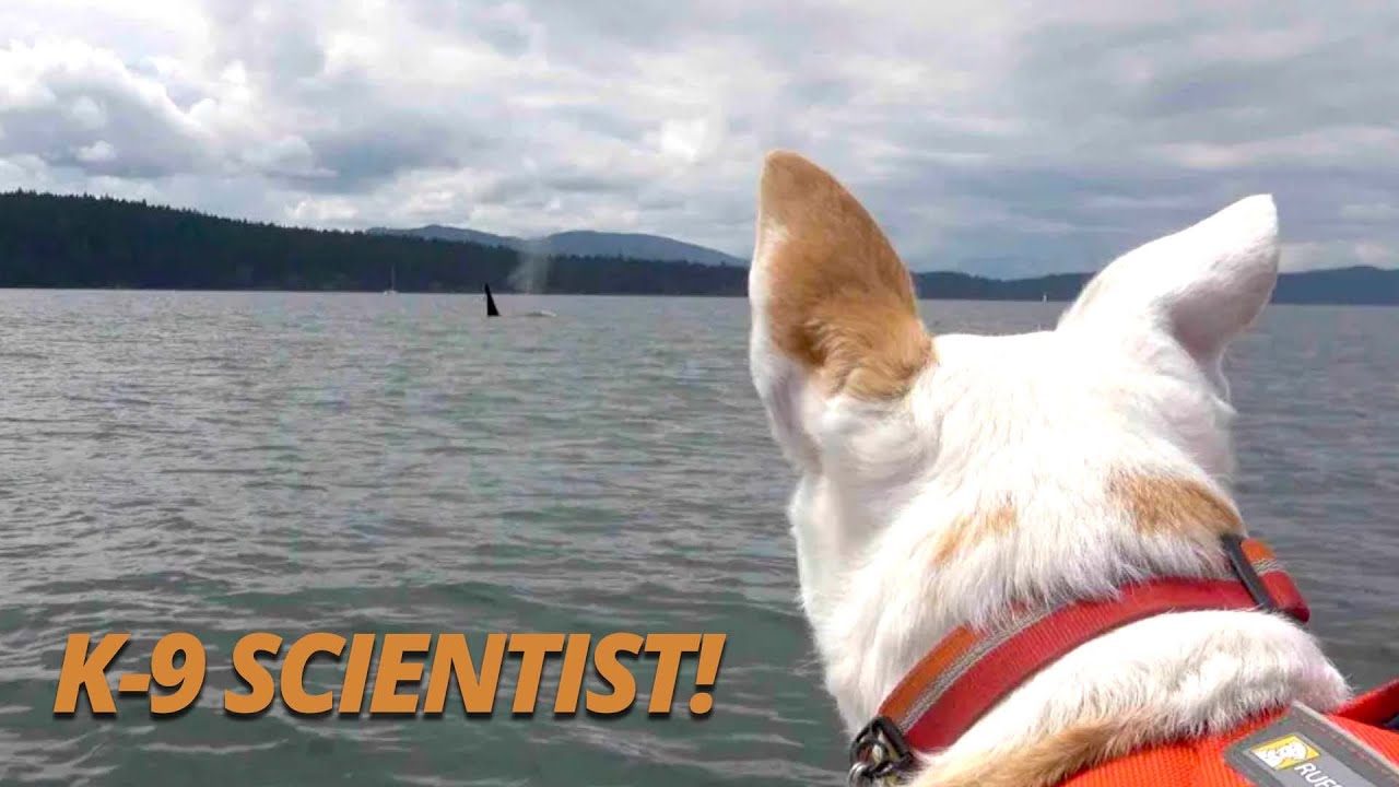 A Killer Whale's Best Friend: Eba the Science Dog (Salish Sea Wild ...