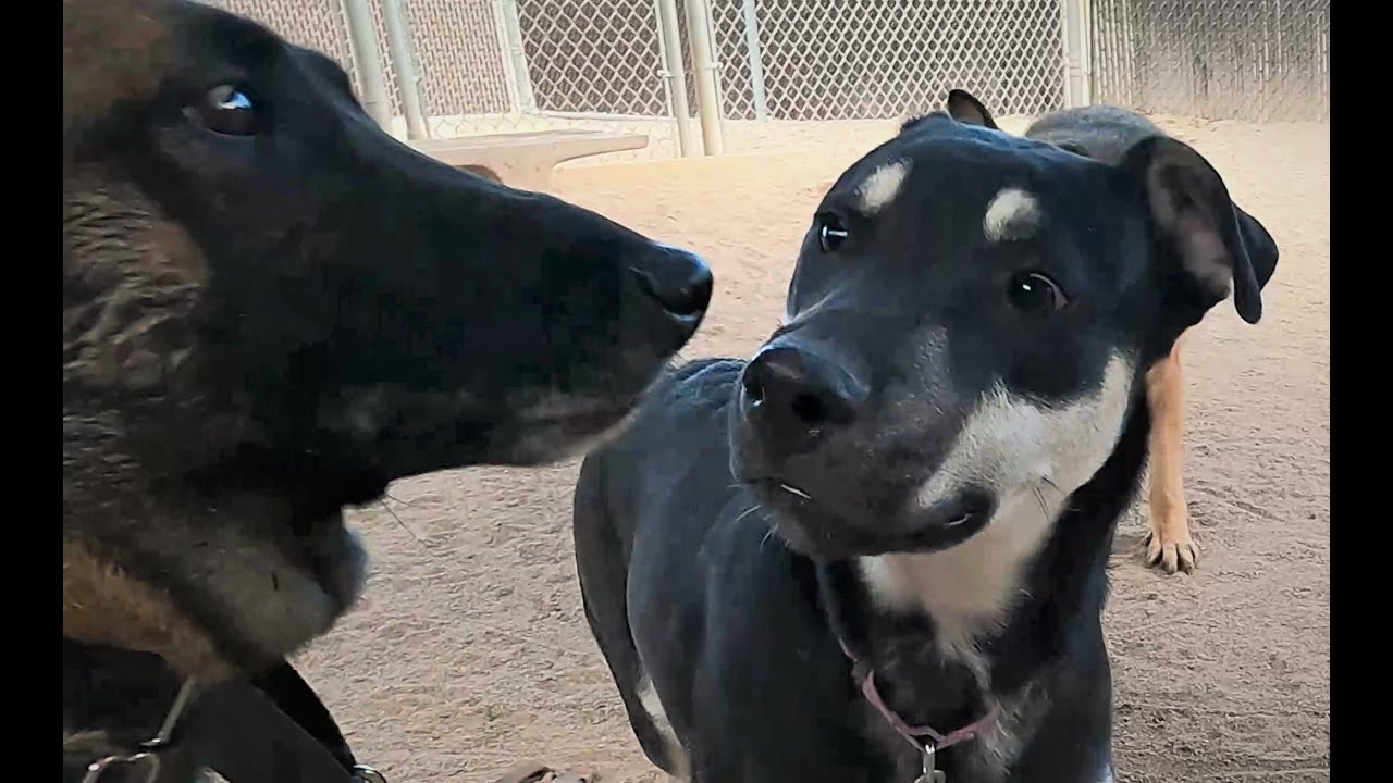 Dogs playing for dogs to watch: Episode 12 - YouTube