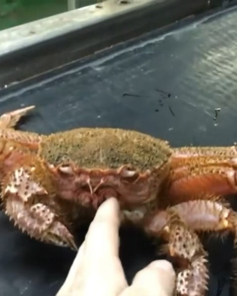 world most expensive crab। horsehair crab #crab #ytshorts #aquarium ...