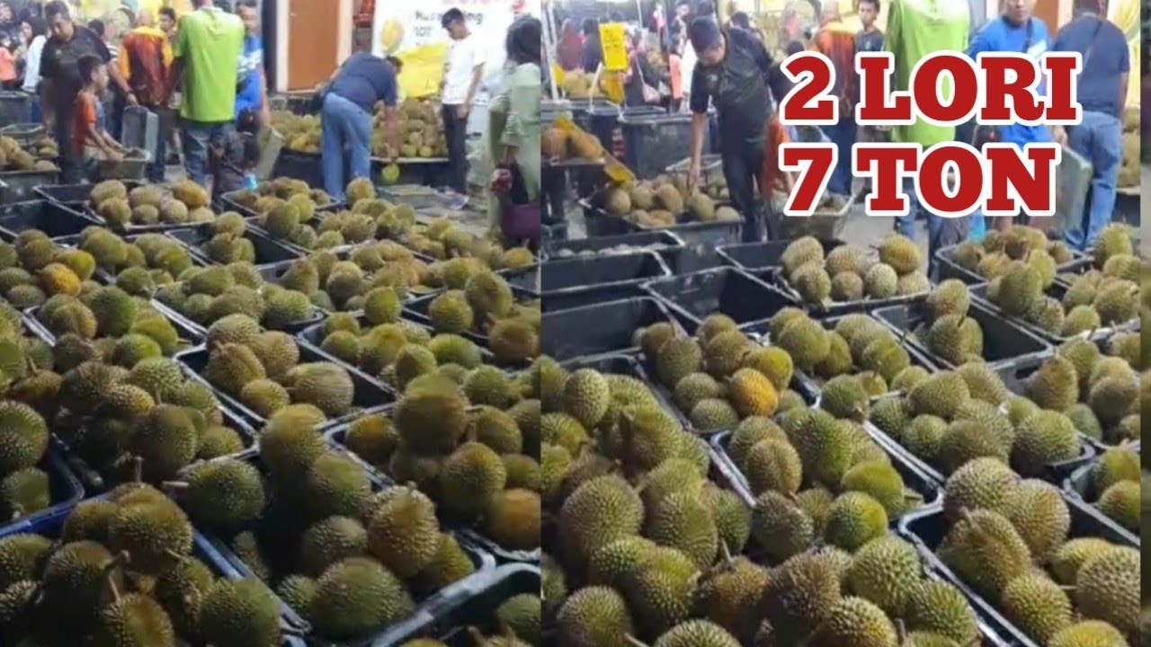 PESTA DURIAN _2 lori full sampai di kedai durian ezy durian area batu ...