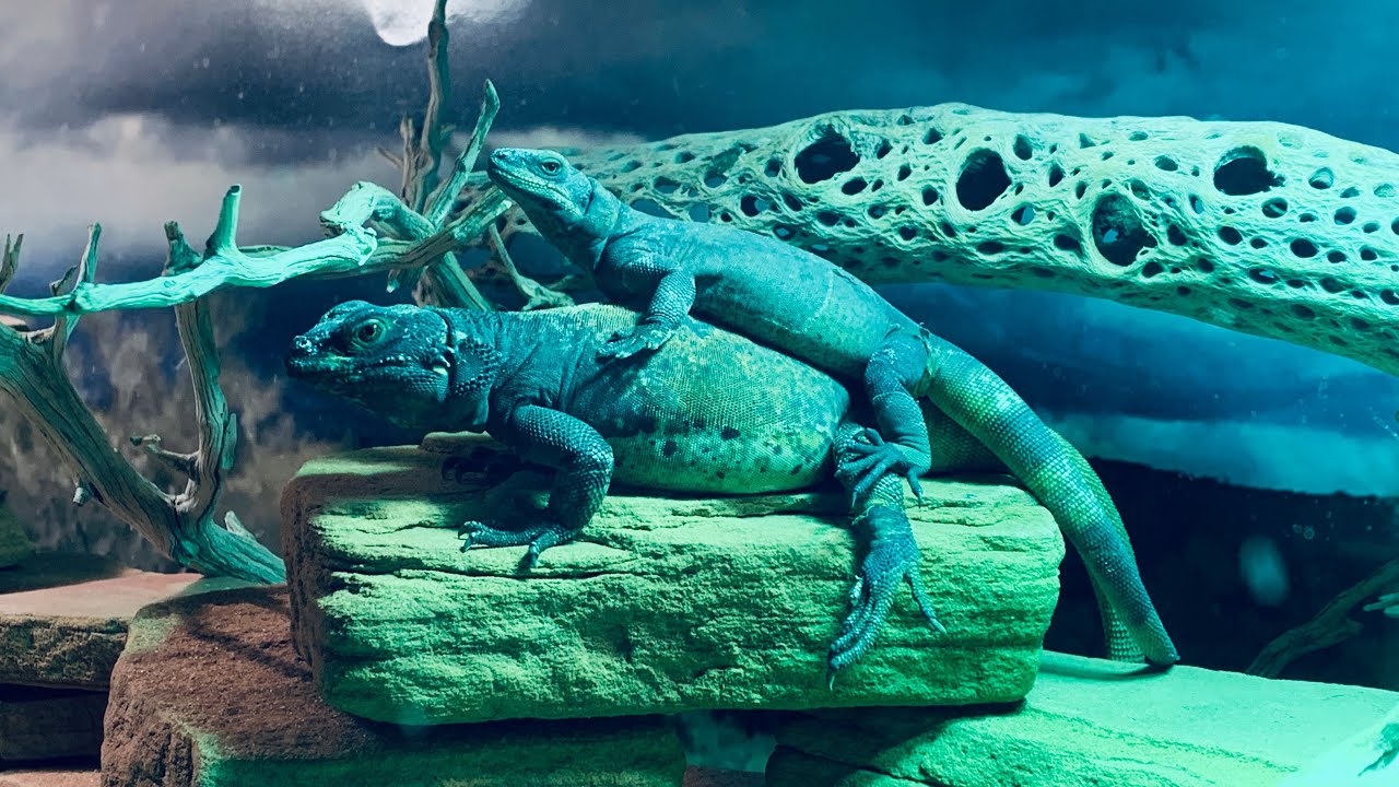 Nesting Box for Chuckwalla Lizard -Reptile Enclosure - YouTube