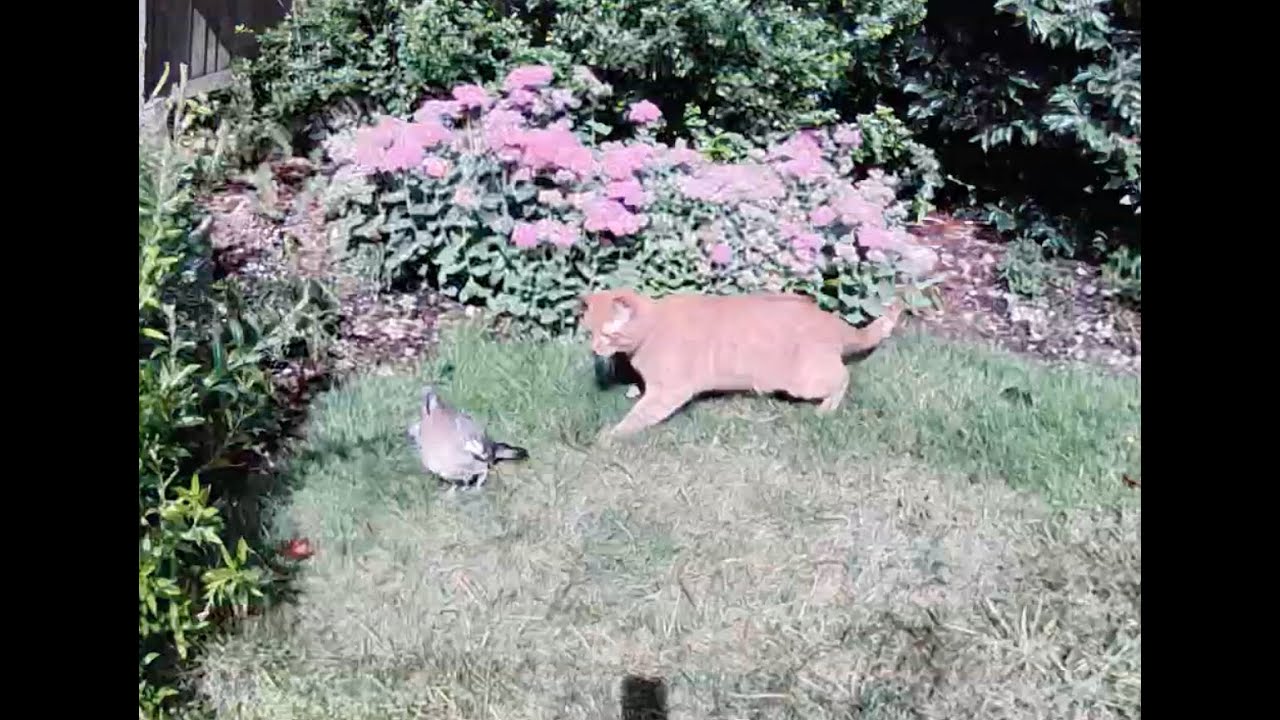 Cats killing for fun - how to stop it? - YouTube