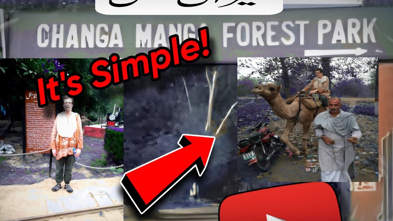 Discover the Enchanting Changa Manga Forest: A Marvelous Man-Made Oasis ...