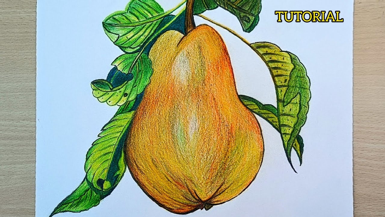 Papaya Drawing in Color Pencils | Fruit Drawing - YouTube