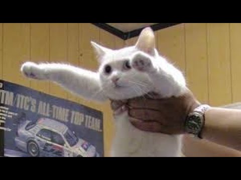 Giga chad shadow priest dps POG - YouTube