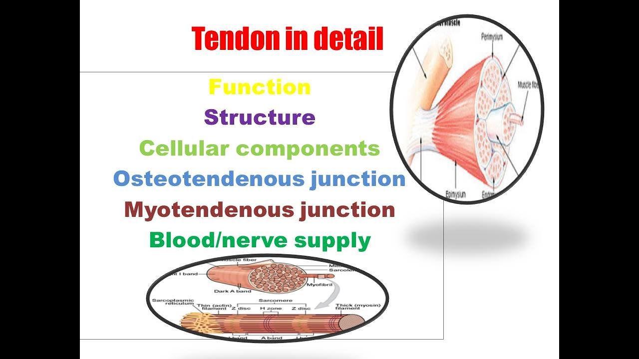 tendon in full detail Urdu / Hindi - YouTube