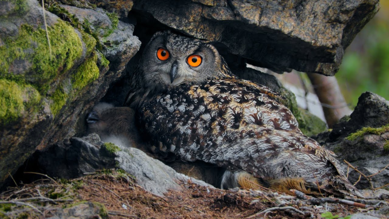 Eurasian Eagle Owl Nesting under a Rock ~ Bubo bubo - YouTube