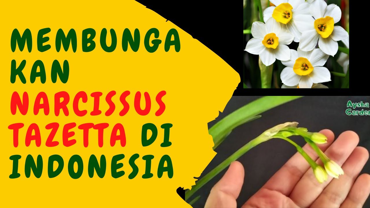 MENANAM UMBI BUNGA NARCISSUS DAFFODIL TAZETTA CANALICULATUS DI ...