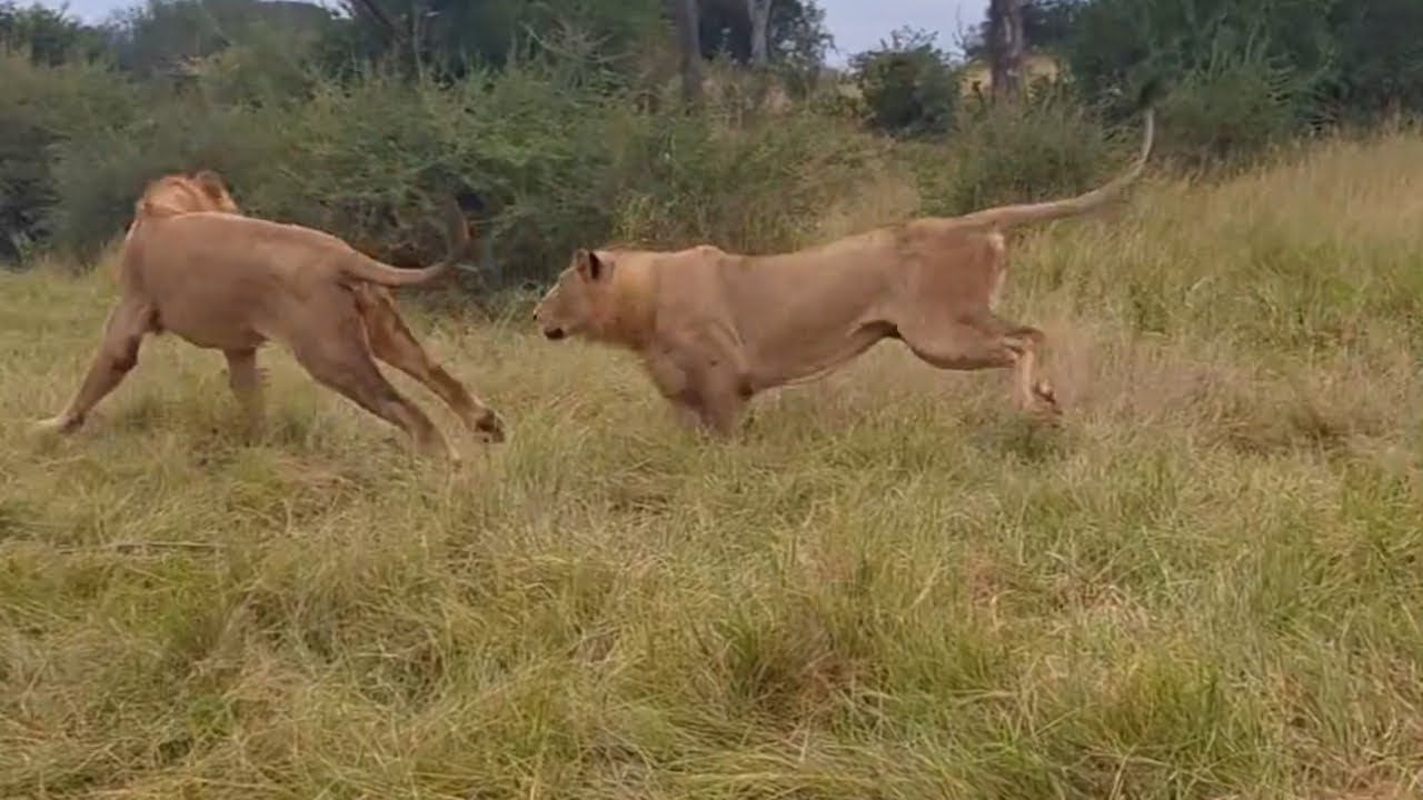 Monwana Sub Adult Lions | Mapoza Male Lion Legacy | 6 April 2024 - YouTube