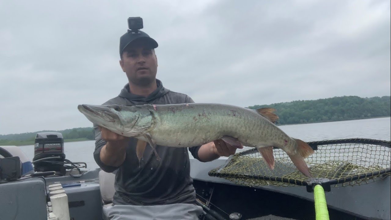 MUSKY EATS BUCKTAIL IN THE FIGURE 8 - YouTube
