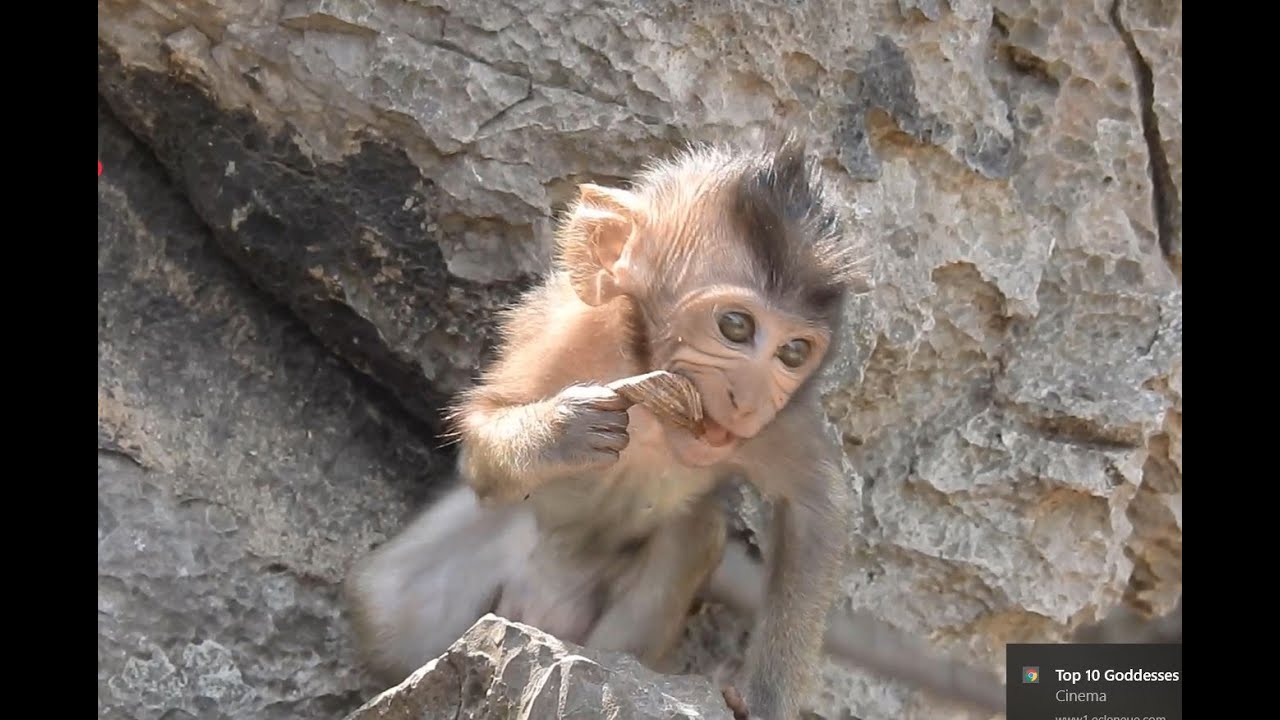 Baby monkey fine something eating so sad and mother take care - YouTube