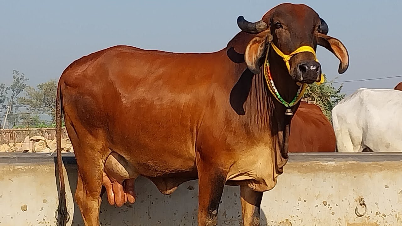 (259) 100% Pure Gir Cow For Sale 8209136386 - YouTube