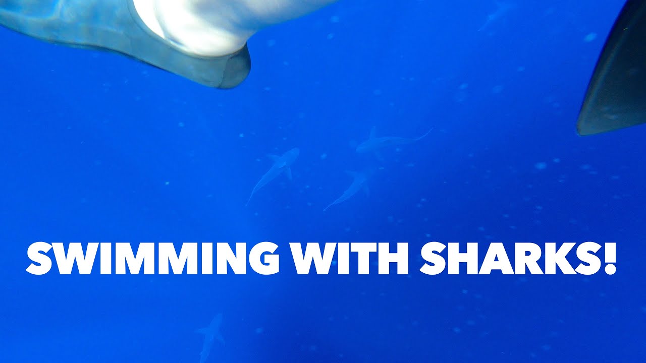 Anna and Ava go Swimming with Sharks | One Ocean Diving in Hawaii - YouTube