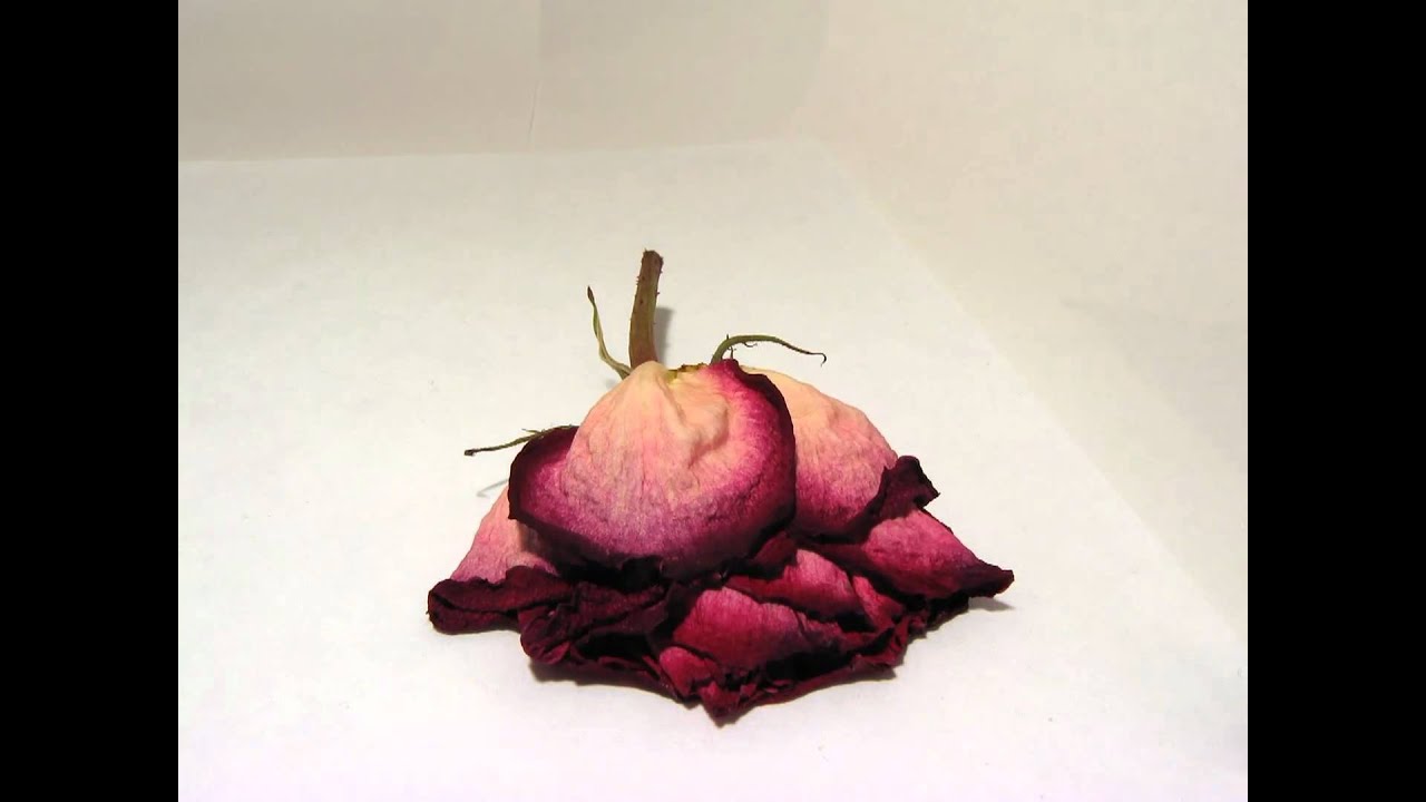 flower wilting time lapse - YouTube