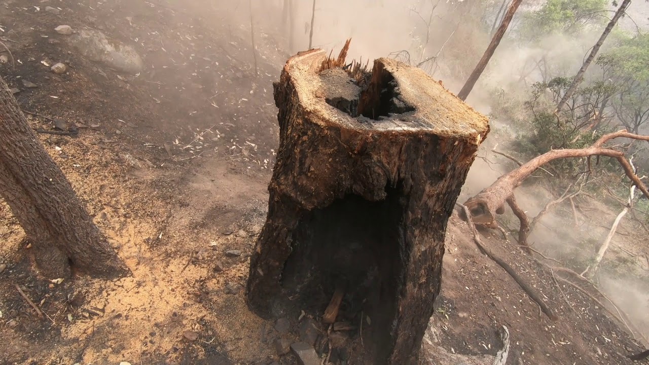 Fire damage tree work by Jani Priestly - YouTube
