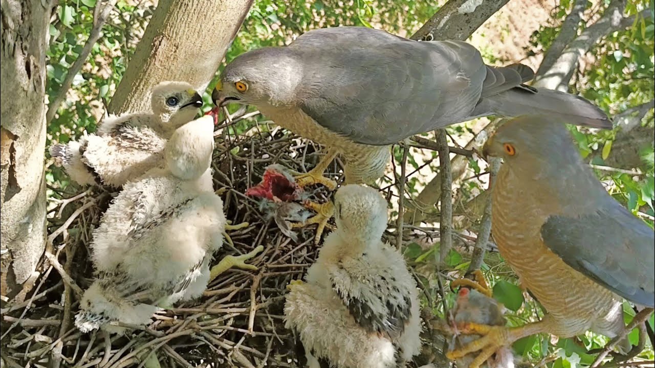 Falcon bird feed the babies @AnimalsandBirds107 - YouTube