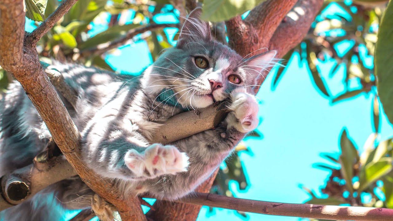 10 Hours of Relaxing Harp Music for Cats😽💤 Cat Music with Nature Sounds ...