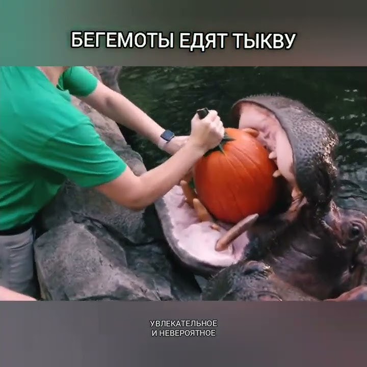 Бегемоты едят тыкву - YouTube