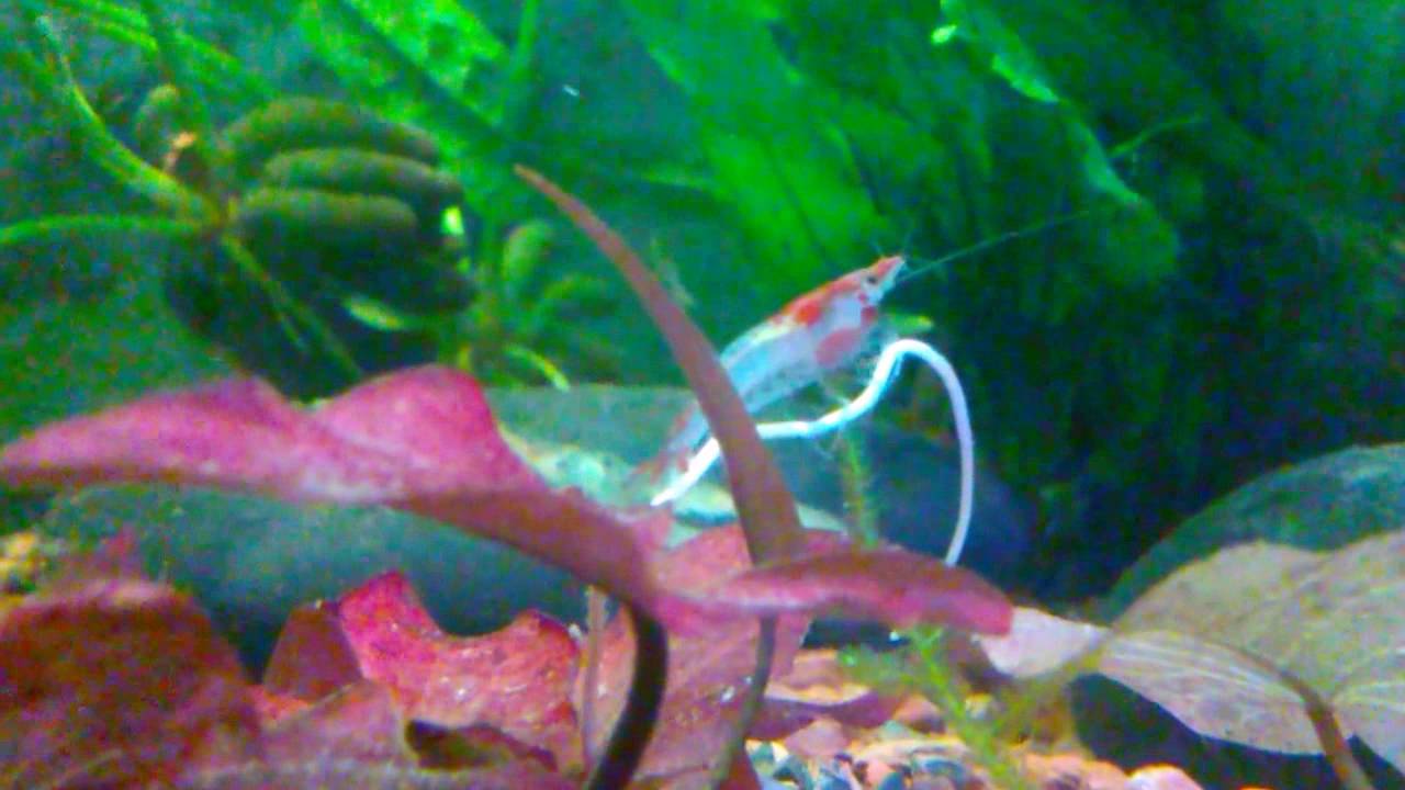 Red Crystal Shrimp and Red and Blue Rili Shrimp - YouTube