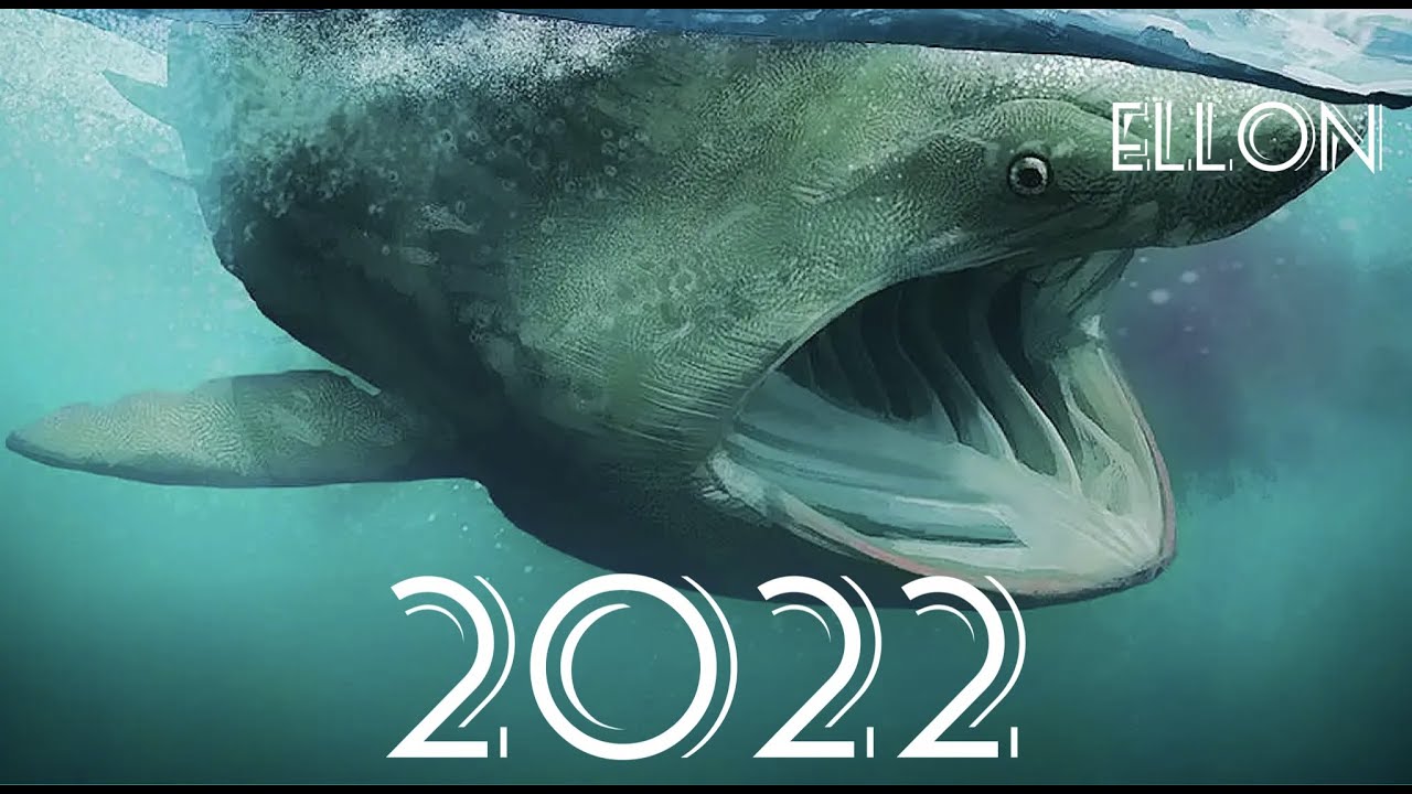 Evolution of Bloop | PART 26 - YouTube