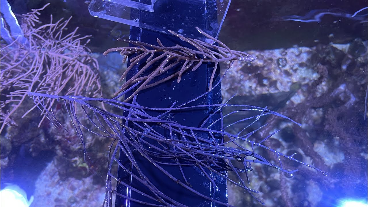 How to ‘frag’ and propagate Gorgonian corals!! (Super easy) - YouTube