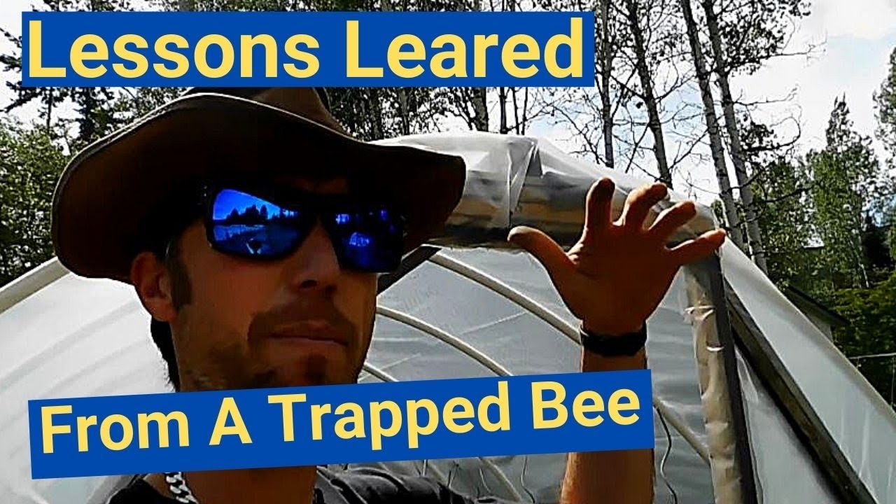 Lesson Learned from a Trapped Bee. What I leared from a bee while ...